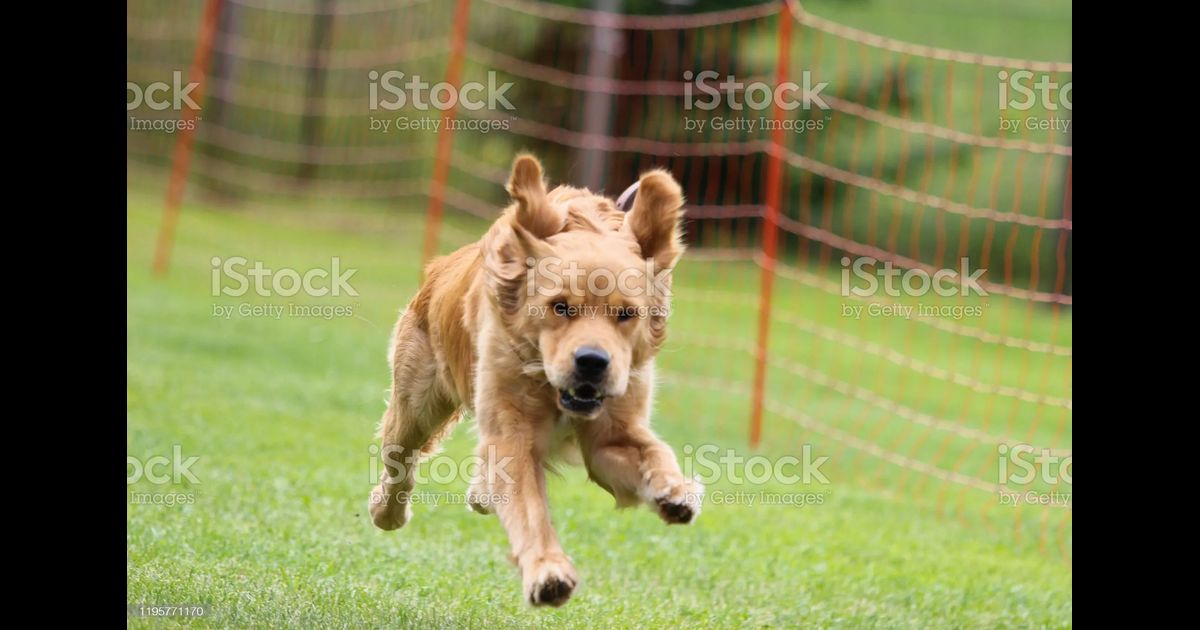 Fast Cat | Dog Sports